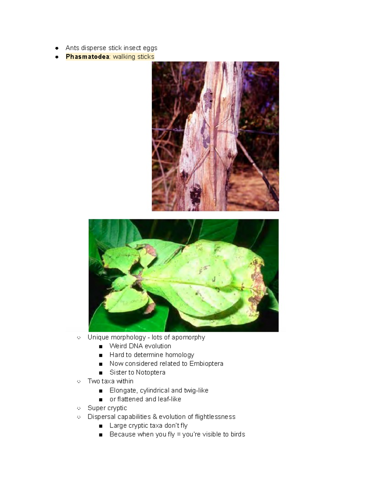 3 26 Phasmatodea, Embioptera, Notoptera, Orthoptera, Derptera Zoraptera ...