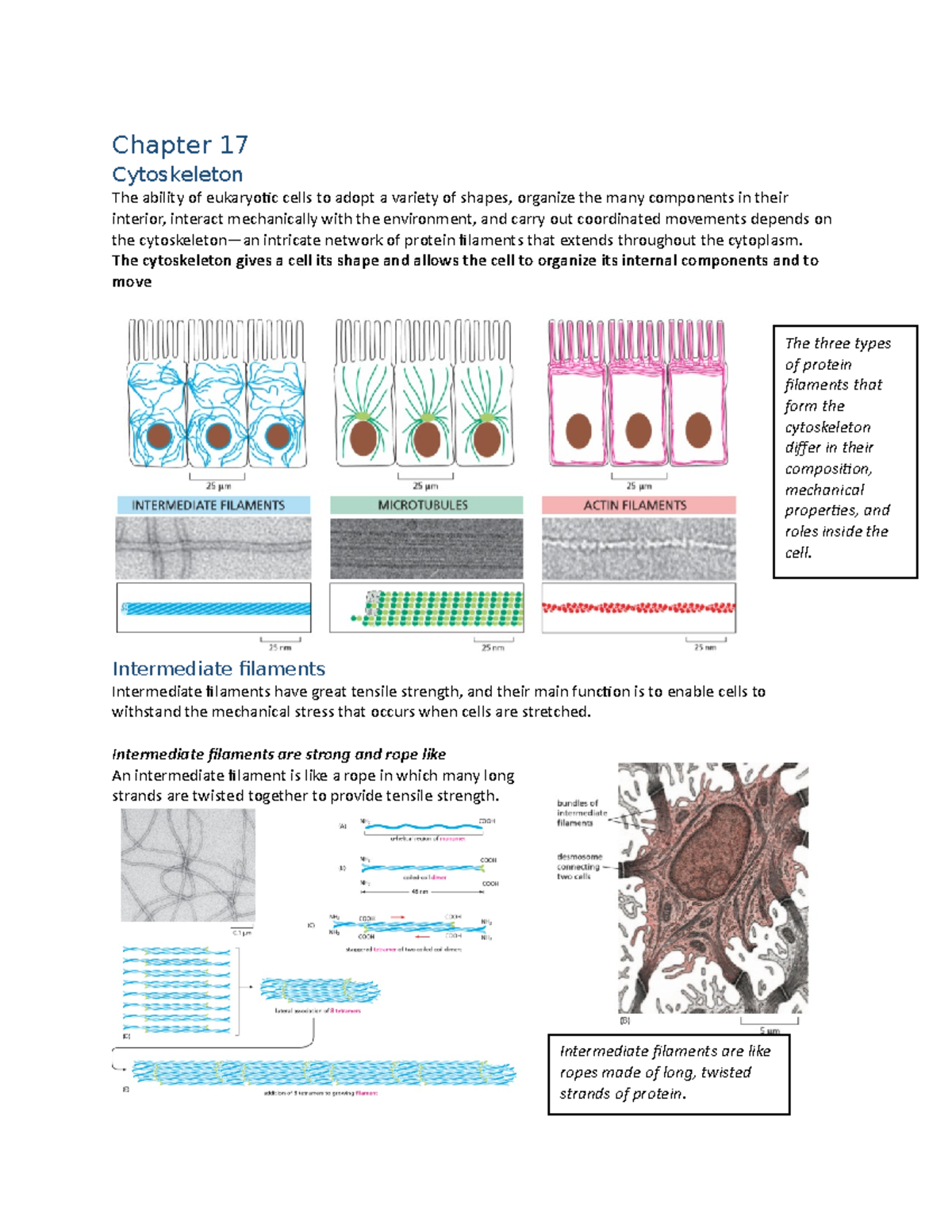 Cell biology week 3 - The three types of protein filaments that form ...