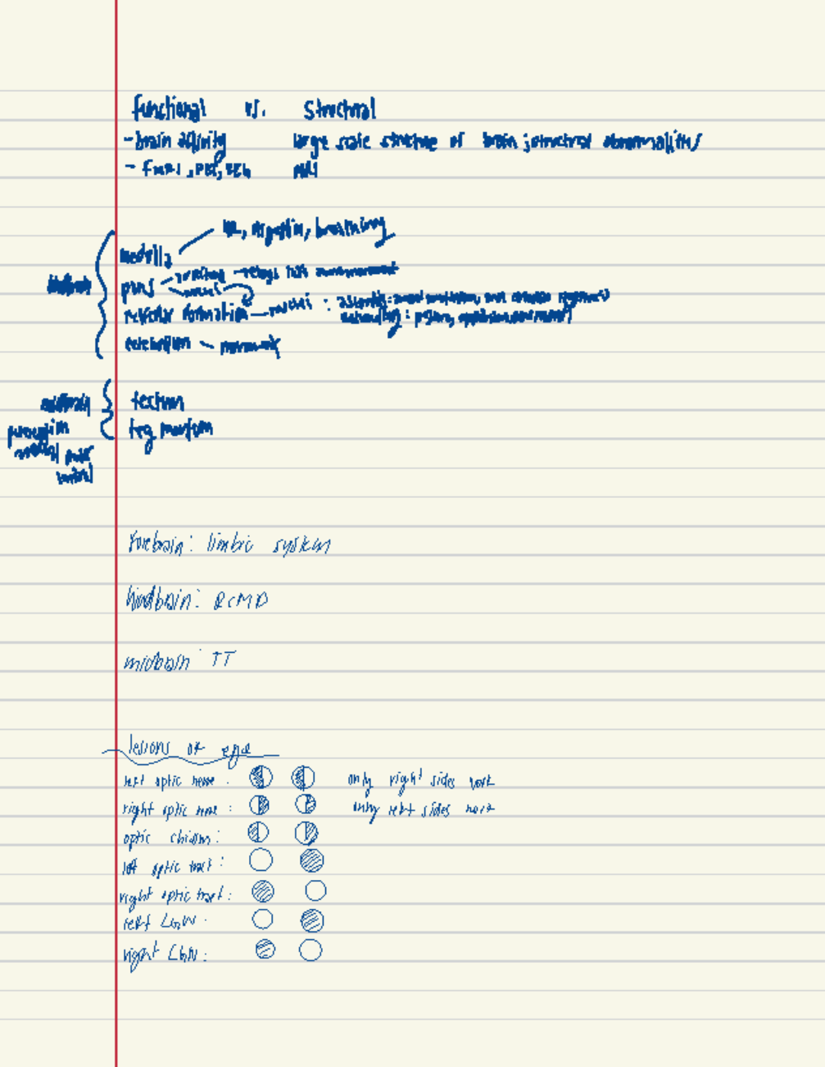 Neuroscience 2 - Study notes about the brain - functional vs ...