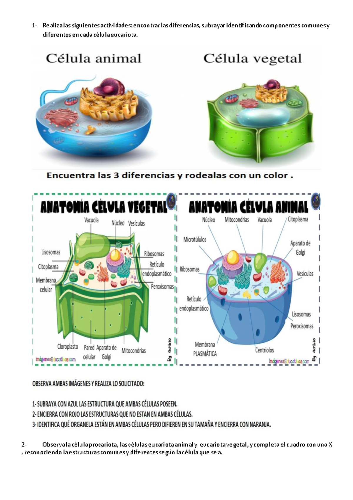 Actividades Célula - actividad de repaso - Biologia Molecular - 1 ...
