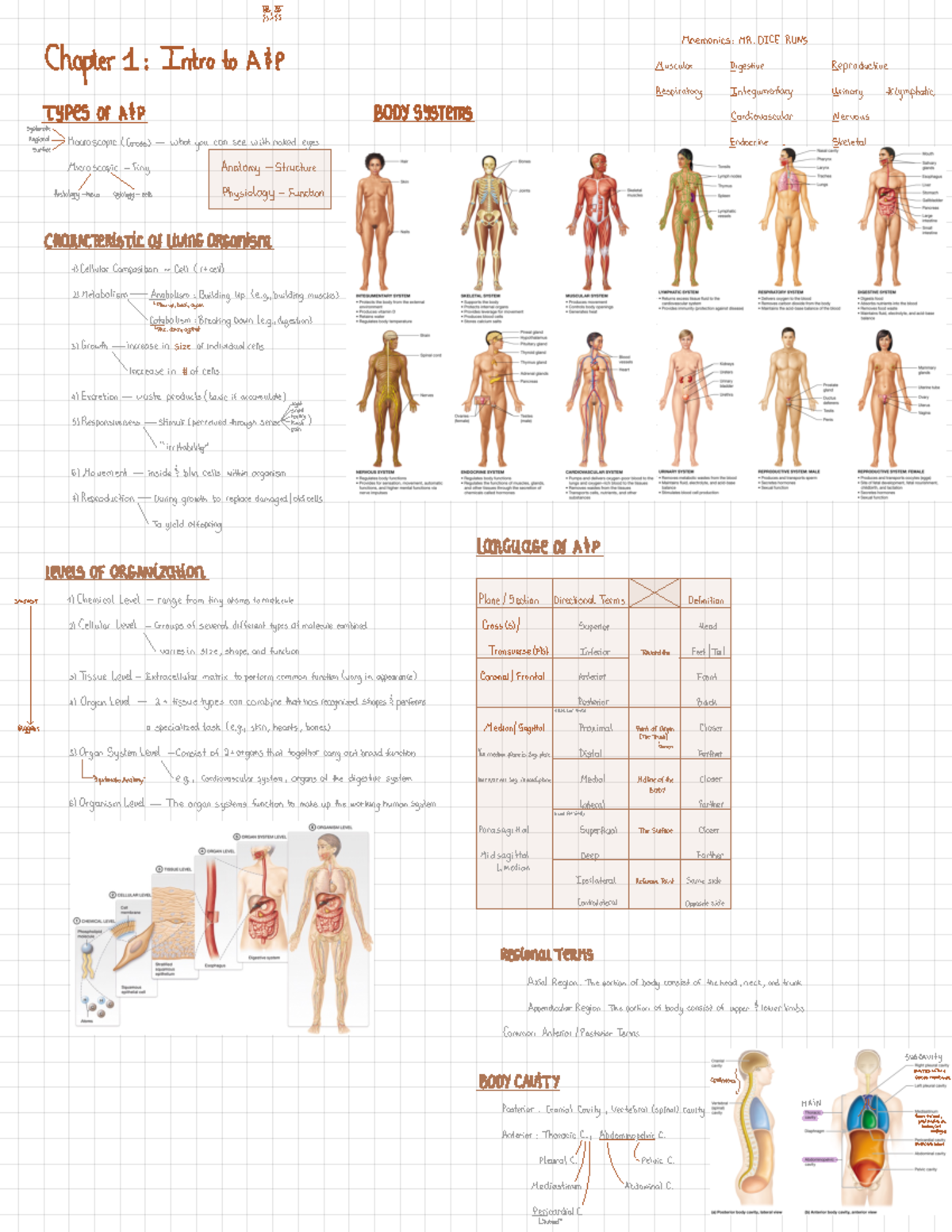 Human AP C1 - Chapter 1 Part 1 - , Mnemonics:MR. DICE RUNS Chapter 1 ...