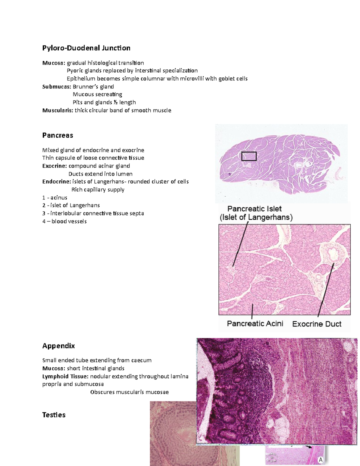 Revision slides 1of3 - Pyloro-Duodenal Junction Mucosa: gradual ...