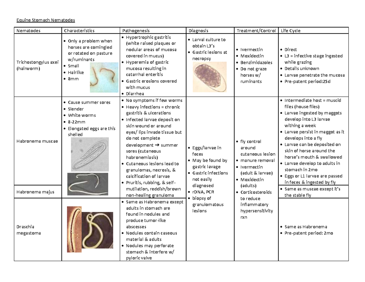 Post Midterm Parasitology (No Heartworm) - Equine Stomach Nematodes ...