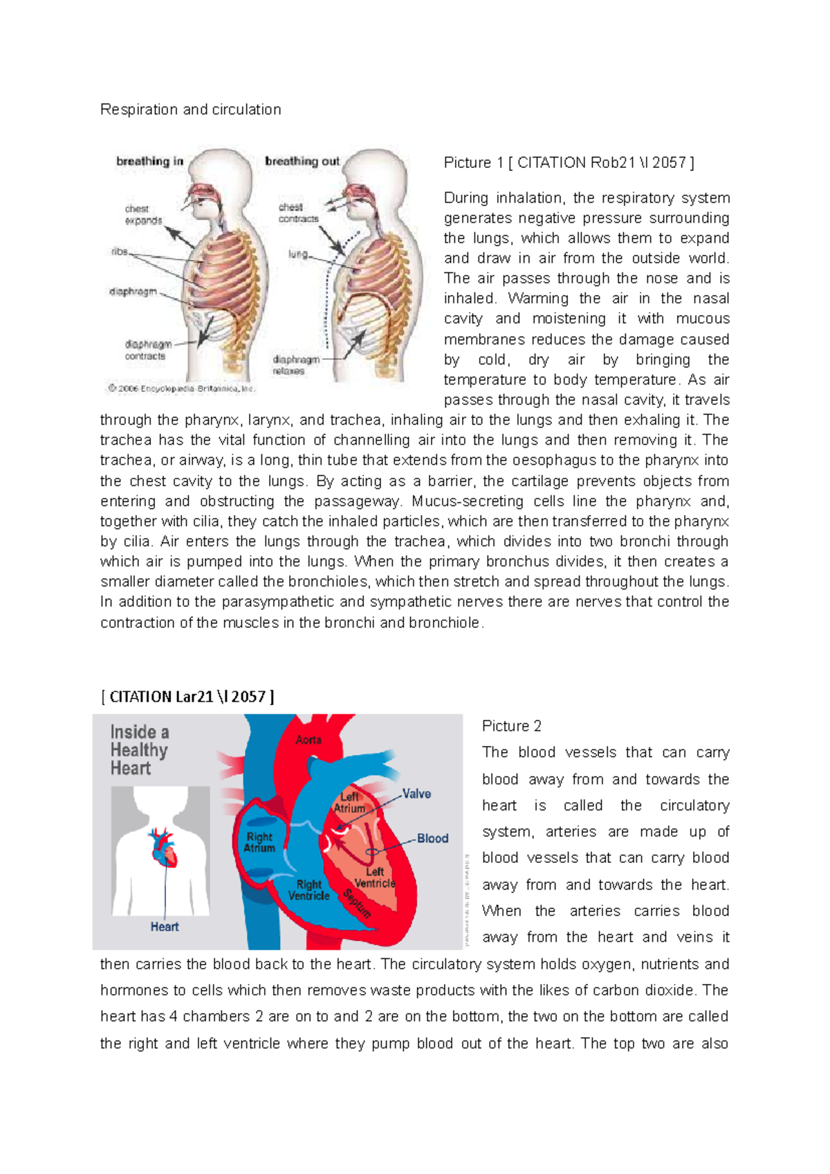 breathing and respiratory systems - Respiration and circulation Picture ...