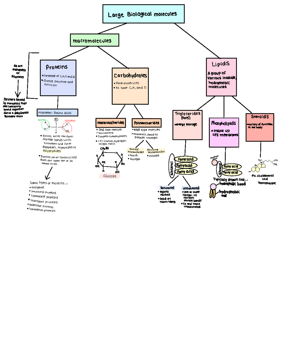 Biomolecule Flowchart - Studocu