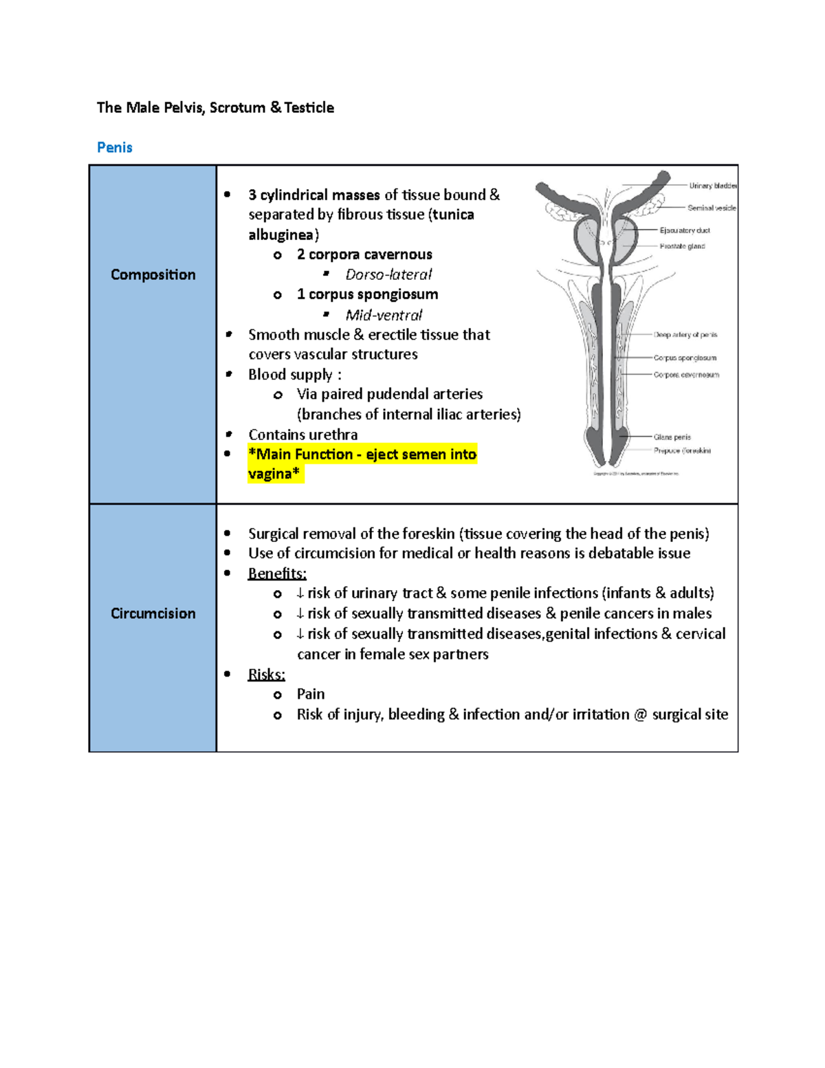 SS - Test #2 - Male pelvis notes - ULTRASOUND - The Male Pelvis ...