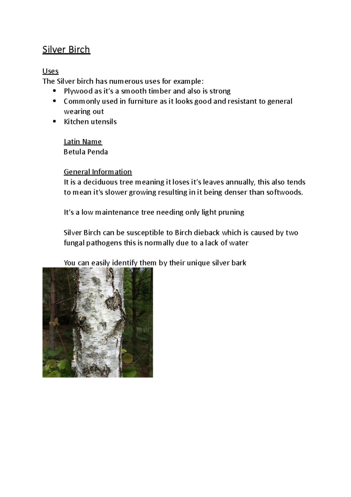Silver Birch Prep - Silver Birch Uses The Silver birch has numerous ...