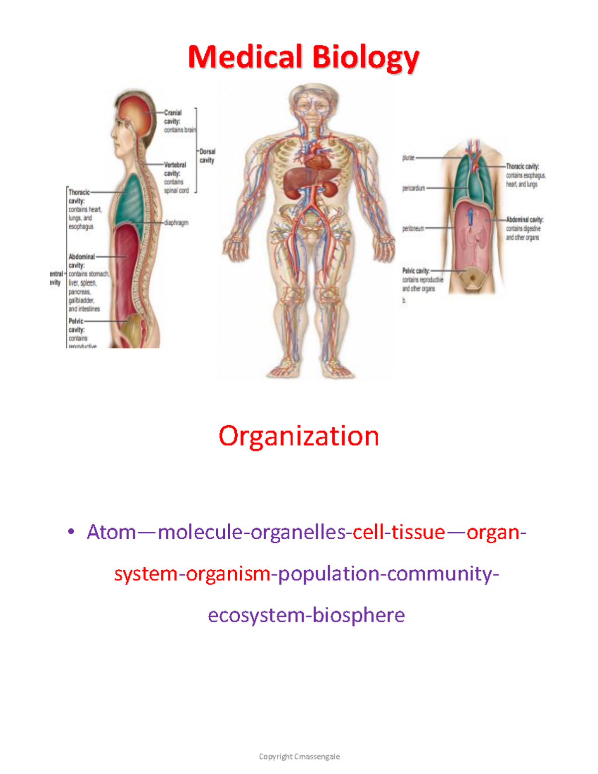 Medical Biology - Medical Biology Organization • Atom—molecule-organelles-cell-tissue—organ ...