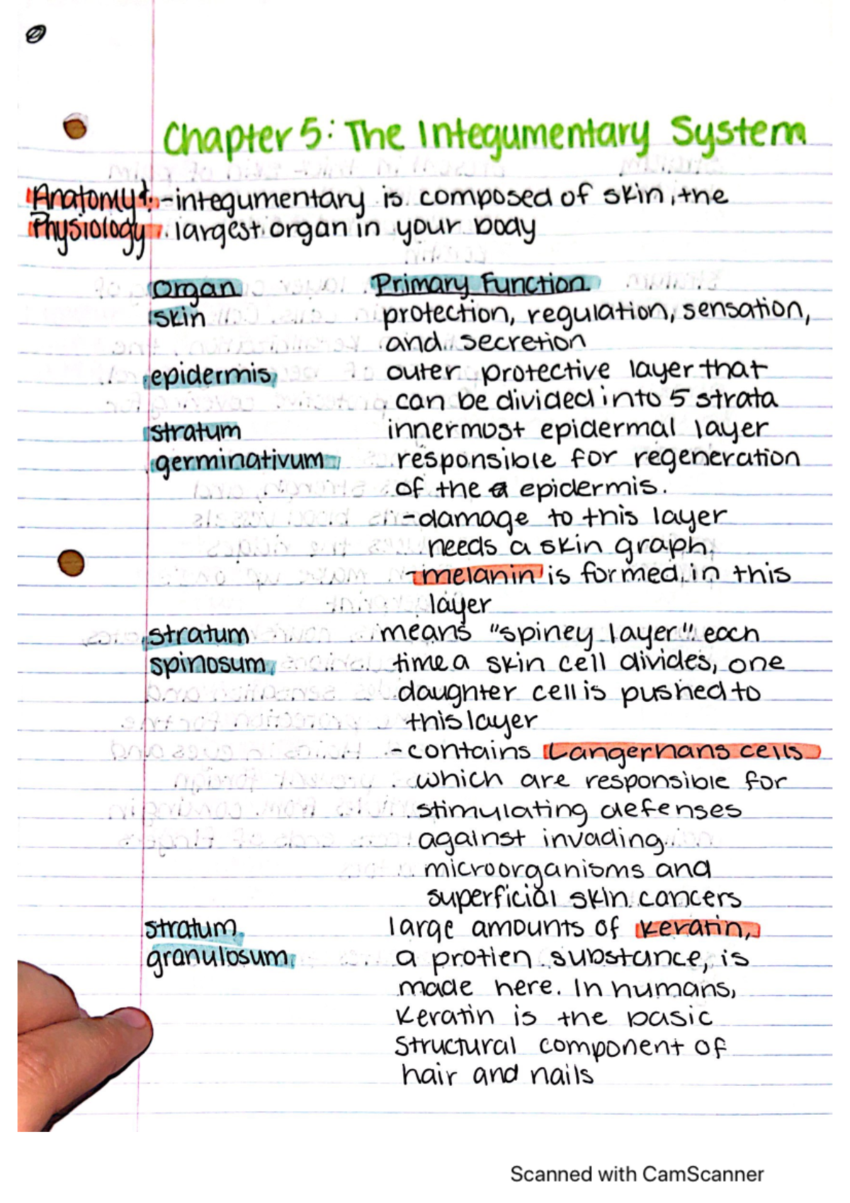Integumentarysystem - integumentary system handwritten notes - HPRS ...