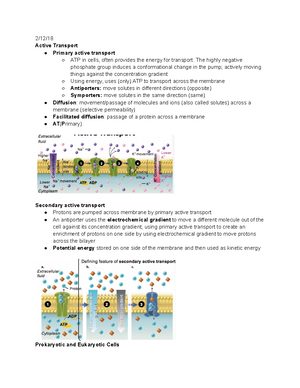 BIO 1801 Study Guide - Study Guide II – Membranes and energetics The ...