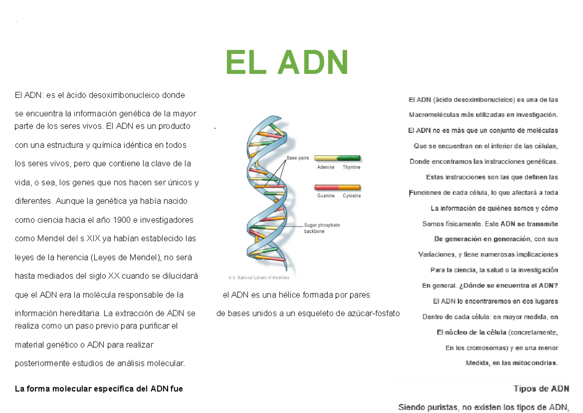 EL ADN - lhu - . EL ADN El ADN: es el ácido desoxirribonucleico donde ...
