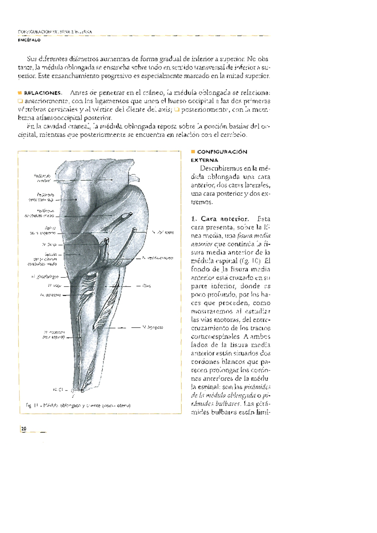 Puenteee - Puente o protuberancia de rouviere - Anatomía I - Studocu