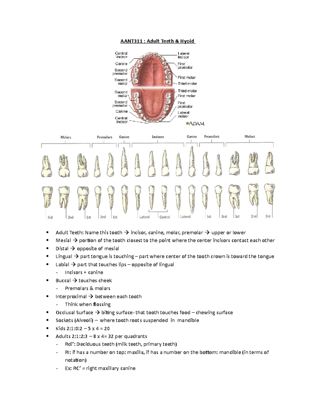 AANT311 Osteology: Teeth & Hyoid Notes and Diagrams - AANT 311 - StuDocu