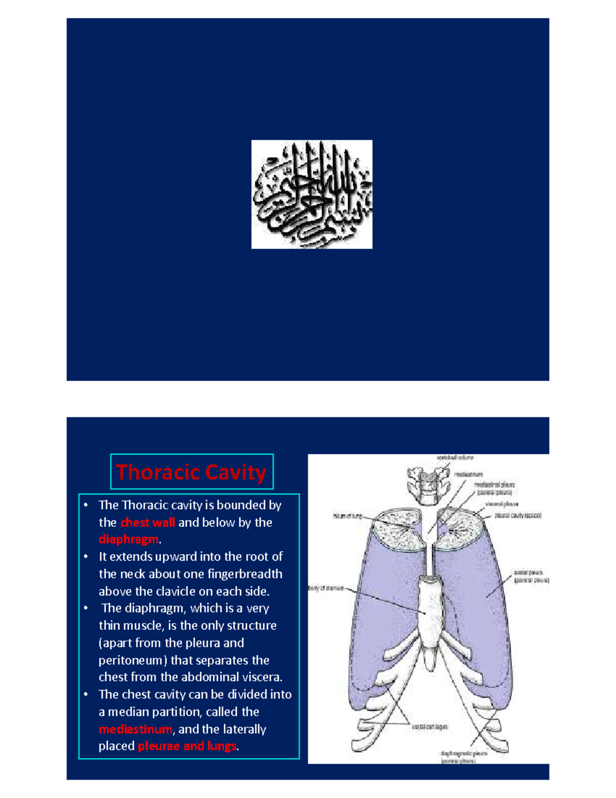 Thoracic Cavity - medicine - • The Thoracic cavity is bounded by the ...