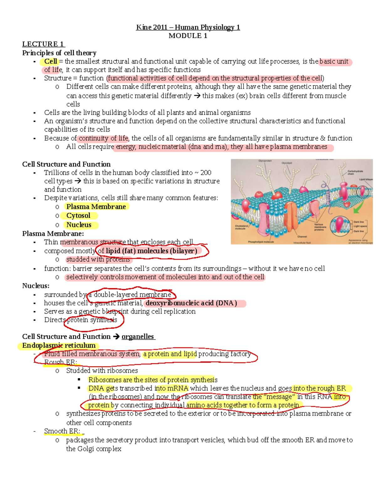 KINE 2011 Final Exam Notes - Kine 2011 – Human Physiology 1 MODULE 1 ...