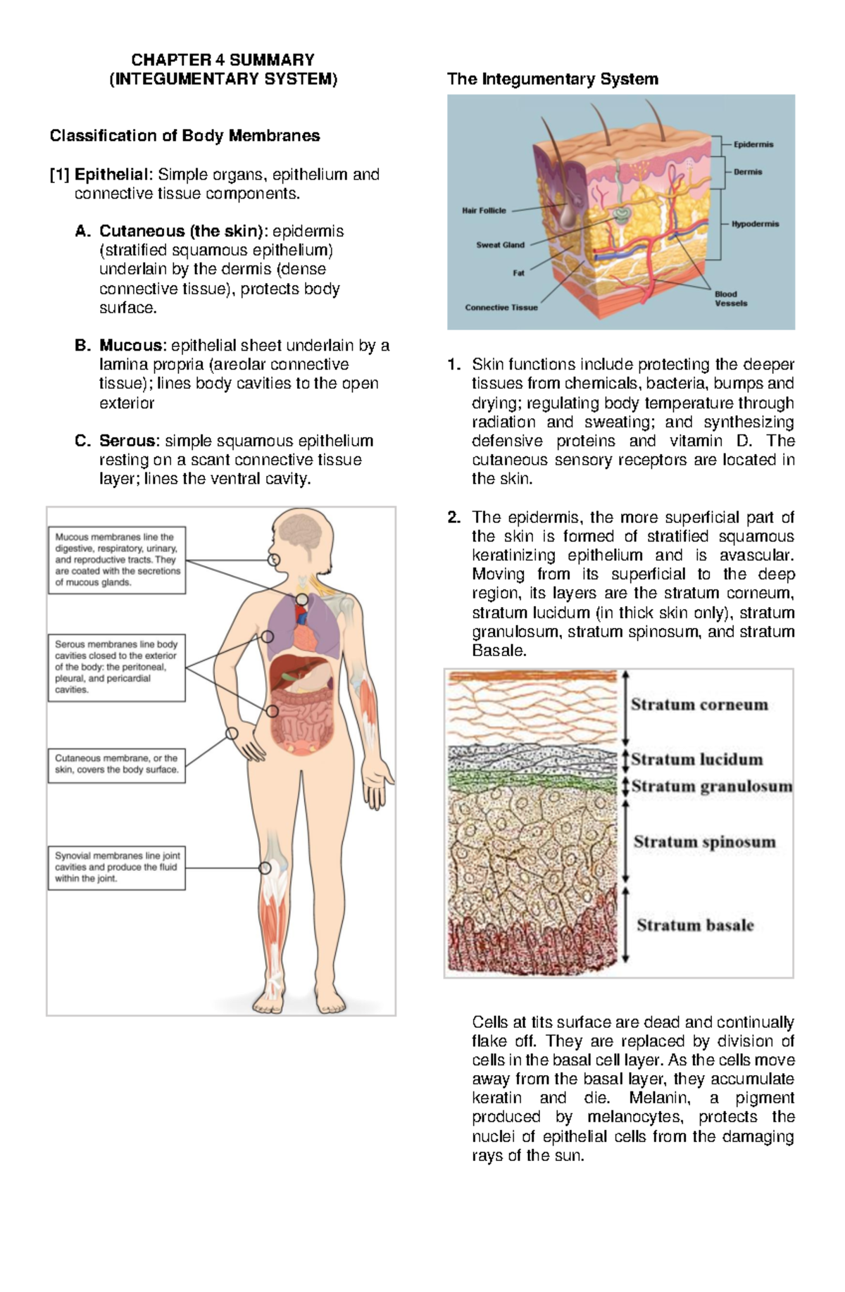Chapter 4 Summary Integumentary System - CHAPTER 4 SUMMARY ...