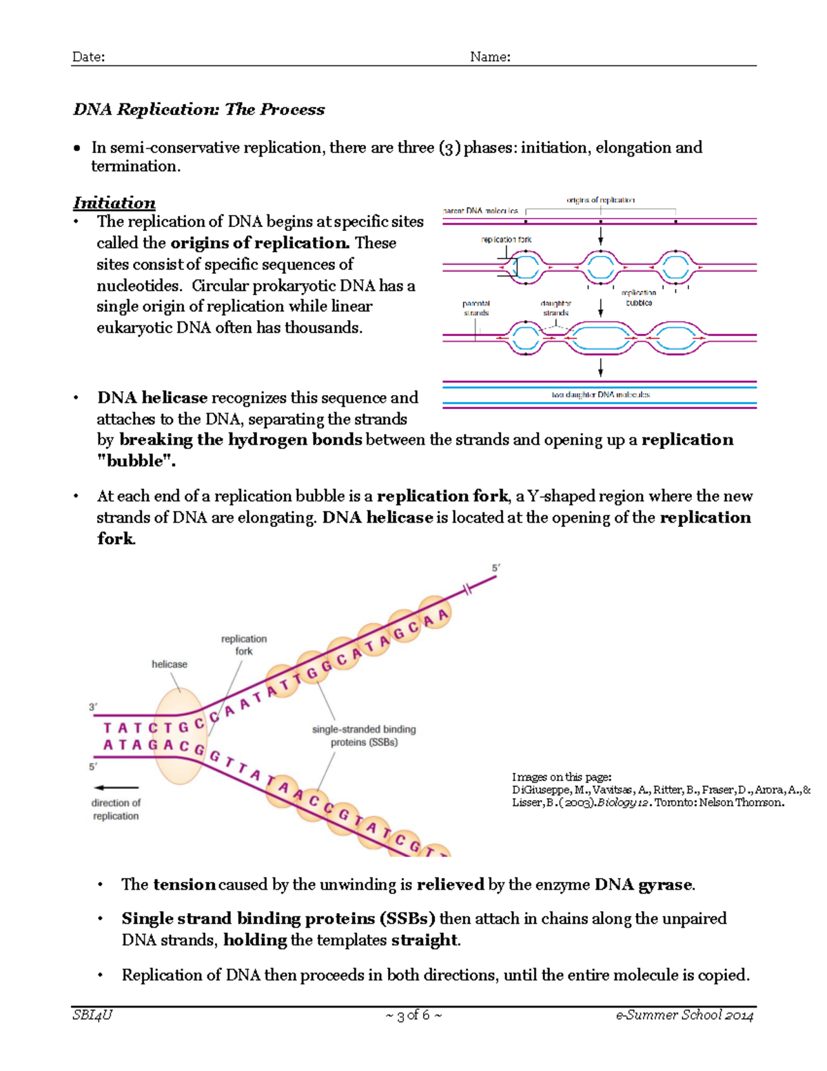 DNA Replication: The Semi-Conservative Process Explained - DNA ...