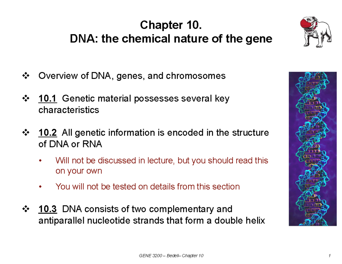 Exam 1 Review - notes - Chapter 10. DNA: the chemical nature of the ...