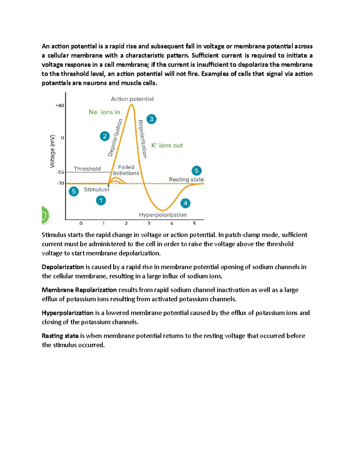 Action potential - notes - An action potential is a rapid rise and ...