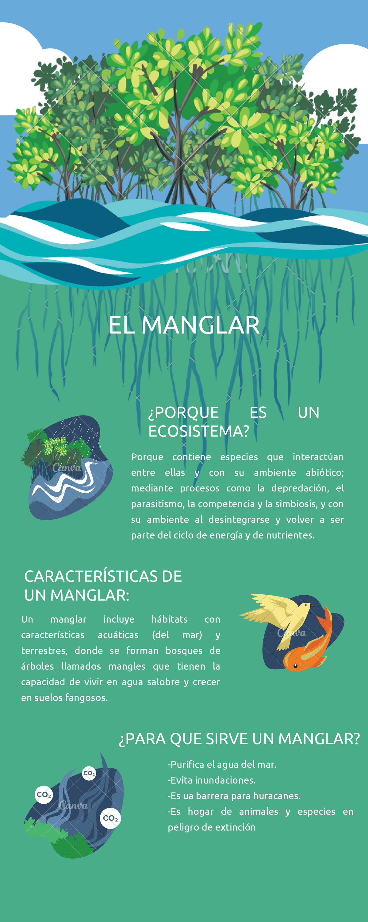 Ecosistema Ecogeografia - EL MANGLAR ¿PORQUE ES UN ECOSISTEMA? Porque ...