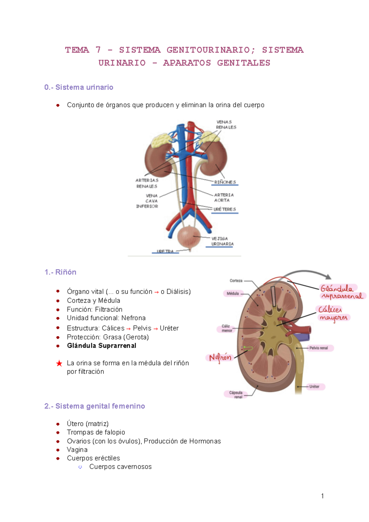 AnatomíA Y FisiologíA Humana TEMA 7 - TEMA 7 - SISTEMA GENITOURINARIO ...