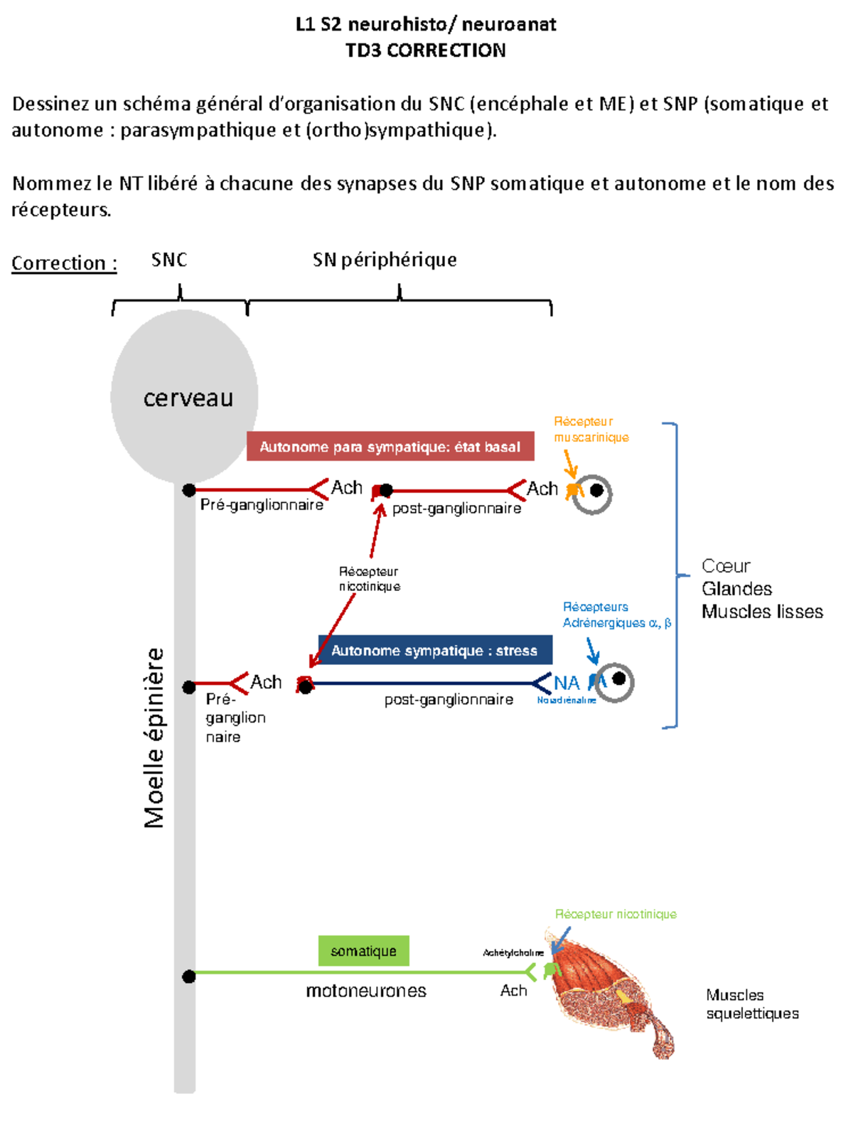 TD3 neuroanatomie - cerveau Moelle épinière Récepteur nicotinique SNC ...