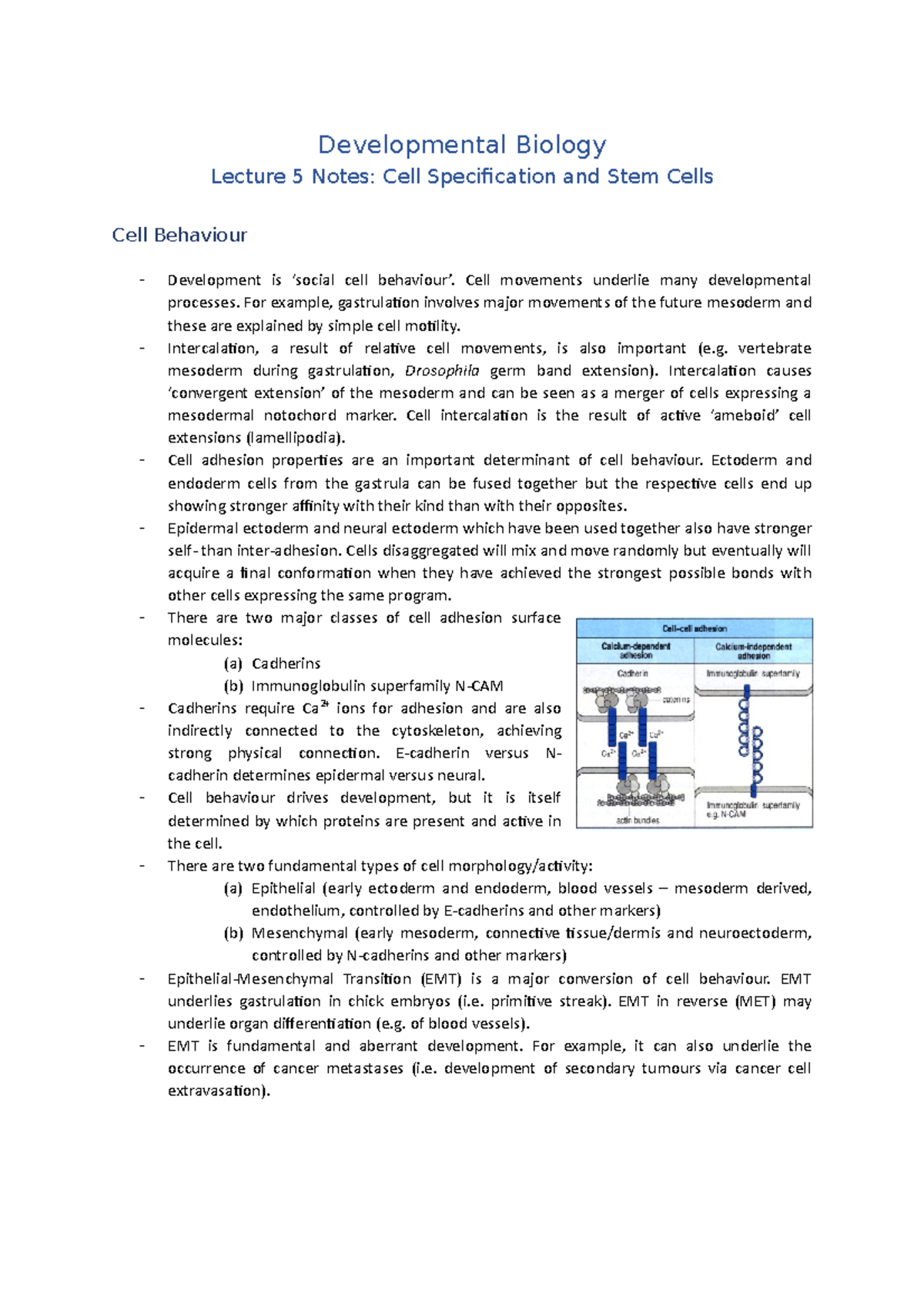 Lecture 5 Notes (Cell Specification and Stem Cells) - Developmental ...