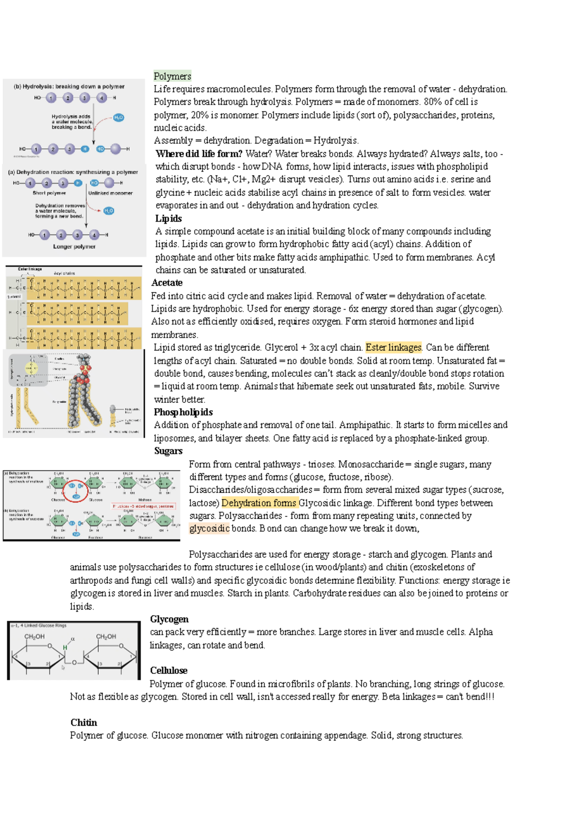 Copy of 101 - Summary Life! Origins and Mechanisms - Polymers Life ...
