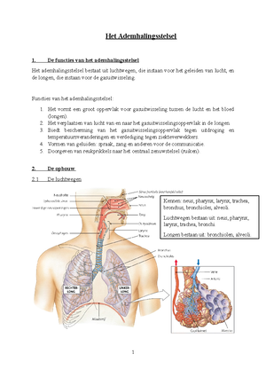 Anatomie wpo - Delen van het menselijk lichaam aangeduid - Atrium ...