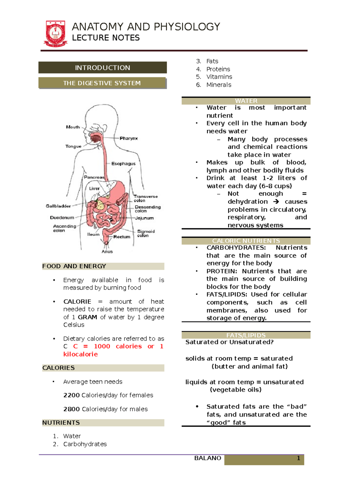 THE Digestive System Lecture Notes - LECTURE NOTES FOOD AND ENERGY ...