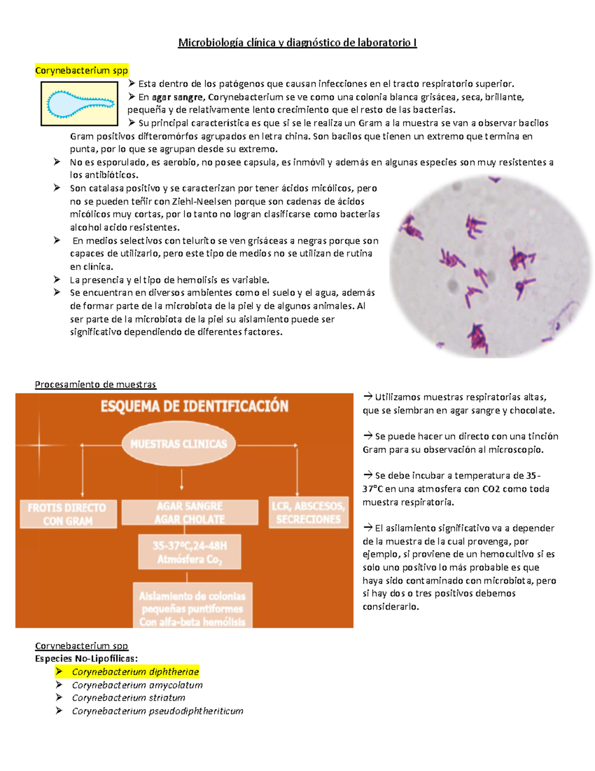 Corynebacterium spp - Microbiología clínica y diagnóstico de ...