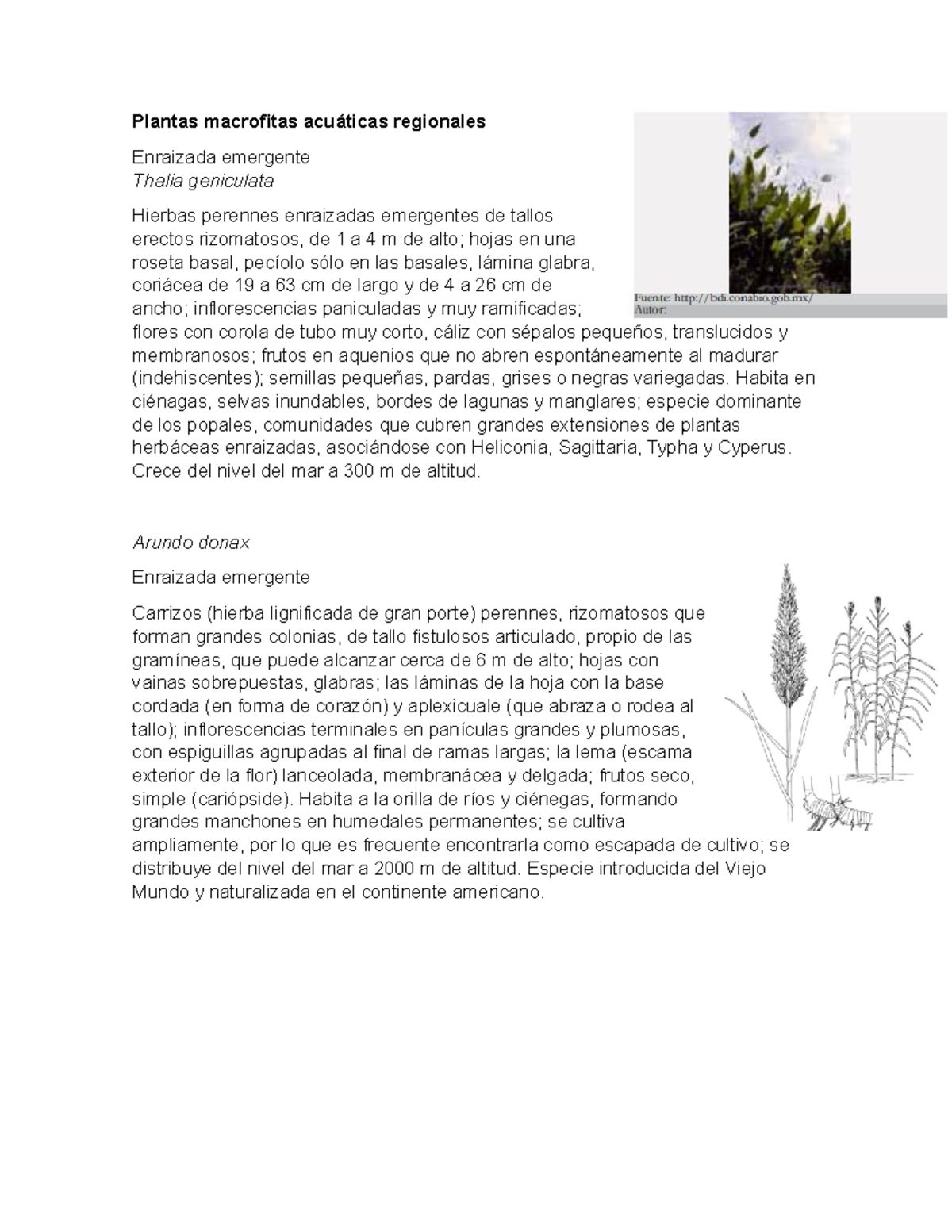 Plantas macrofitas acuáticas regionales - Plantas macrofitas acuáticas ...