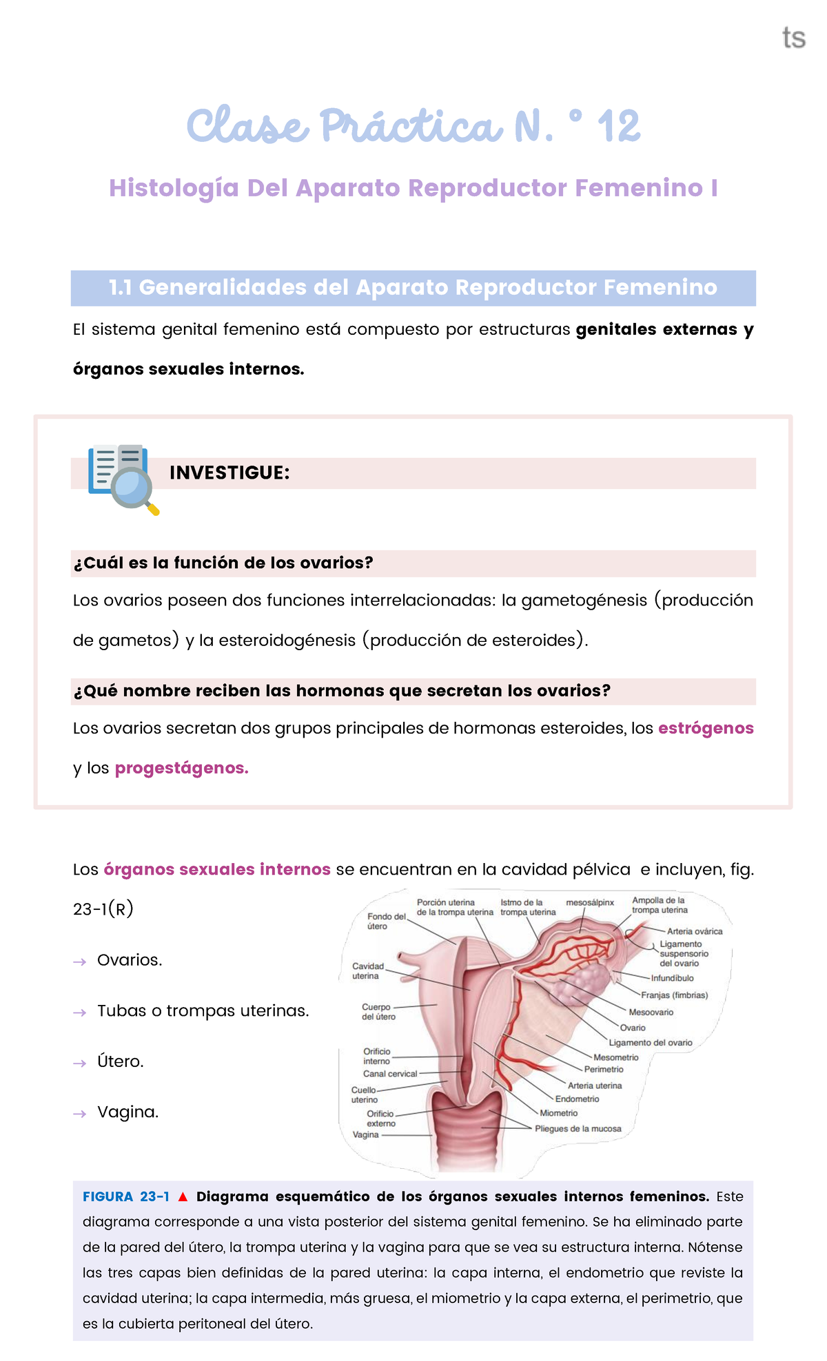Clase Práctica N12: Histología Del Aparato Reproductor Femenino - Clase Pr·ctica N. ∞ 12 ...