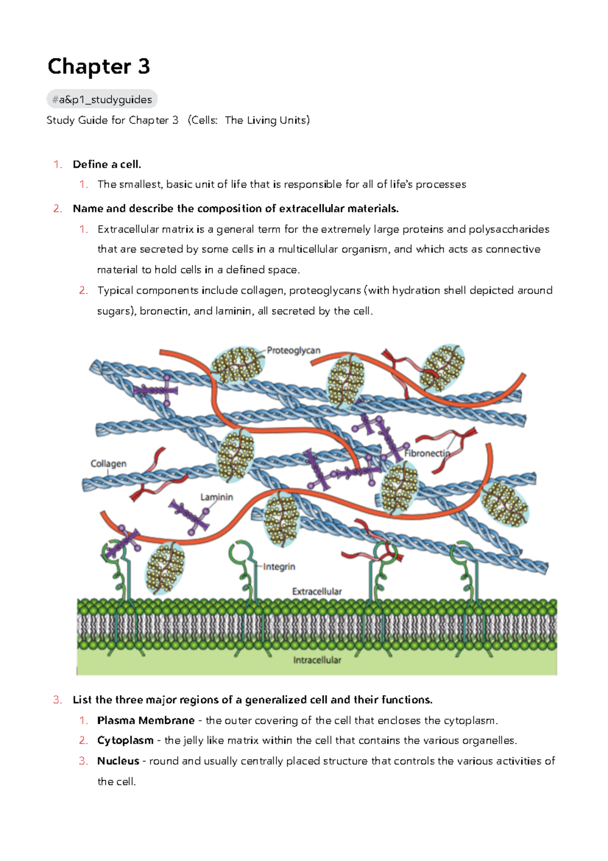 Chapter 3Study Guide - Chapter 3 #a&p1_studyguides Study Guide for ...