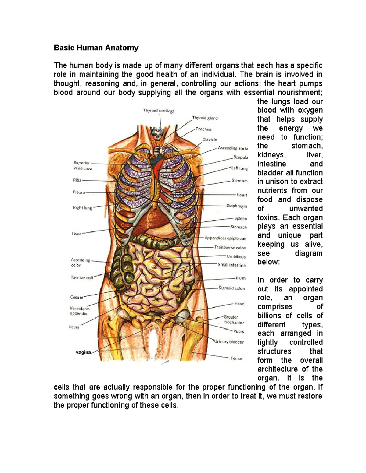 intro Basic Human Anatomy - Basic Human Anatomy The human body is made ...
