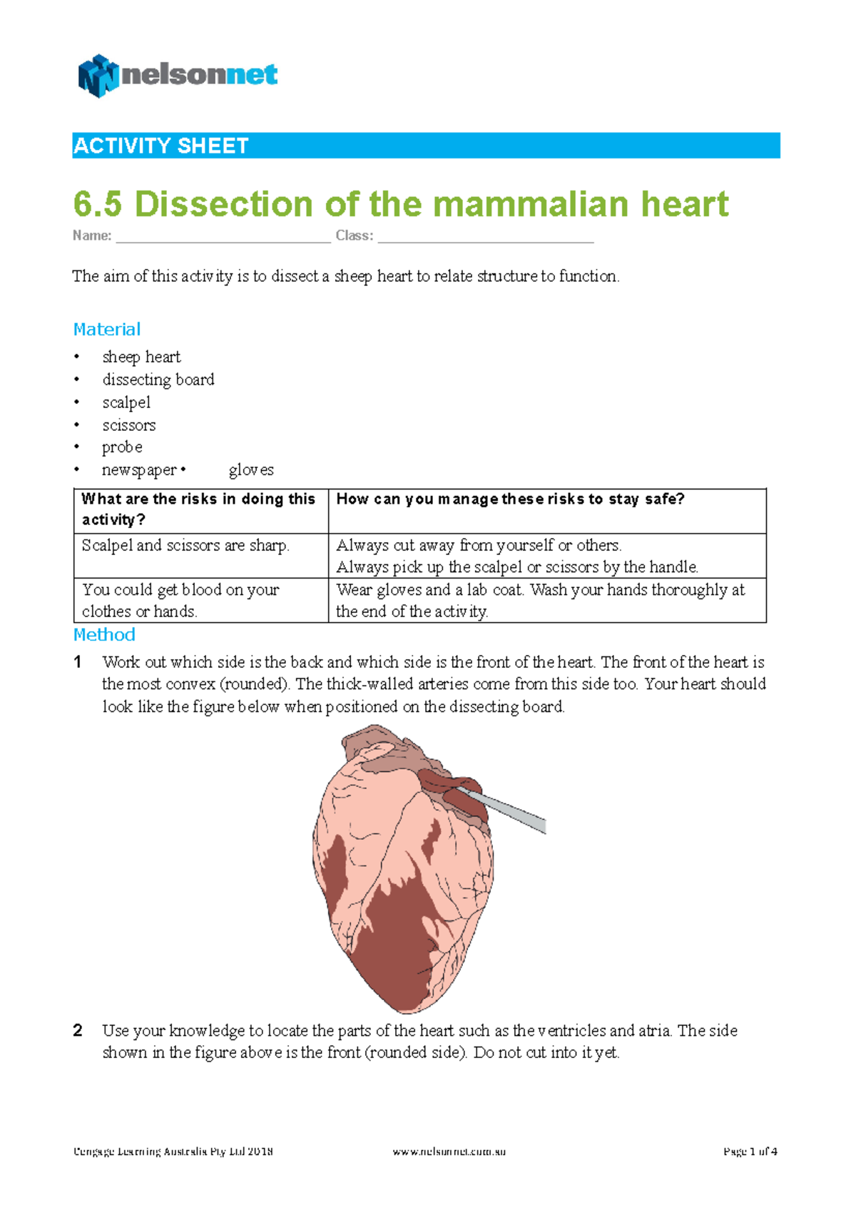 Dissection of mammalian heart - ACTIVITY SHEET 6 Dissection of the ...