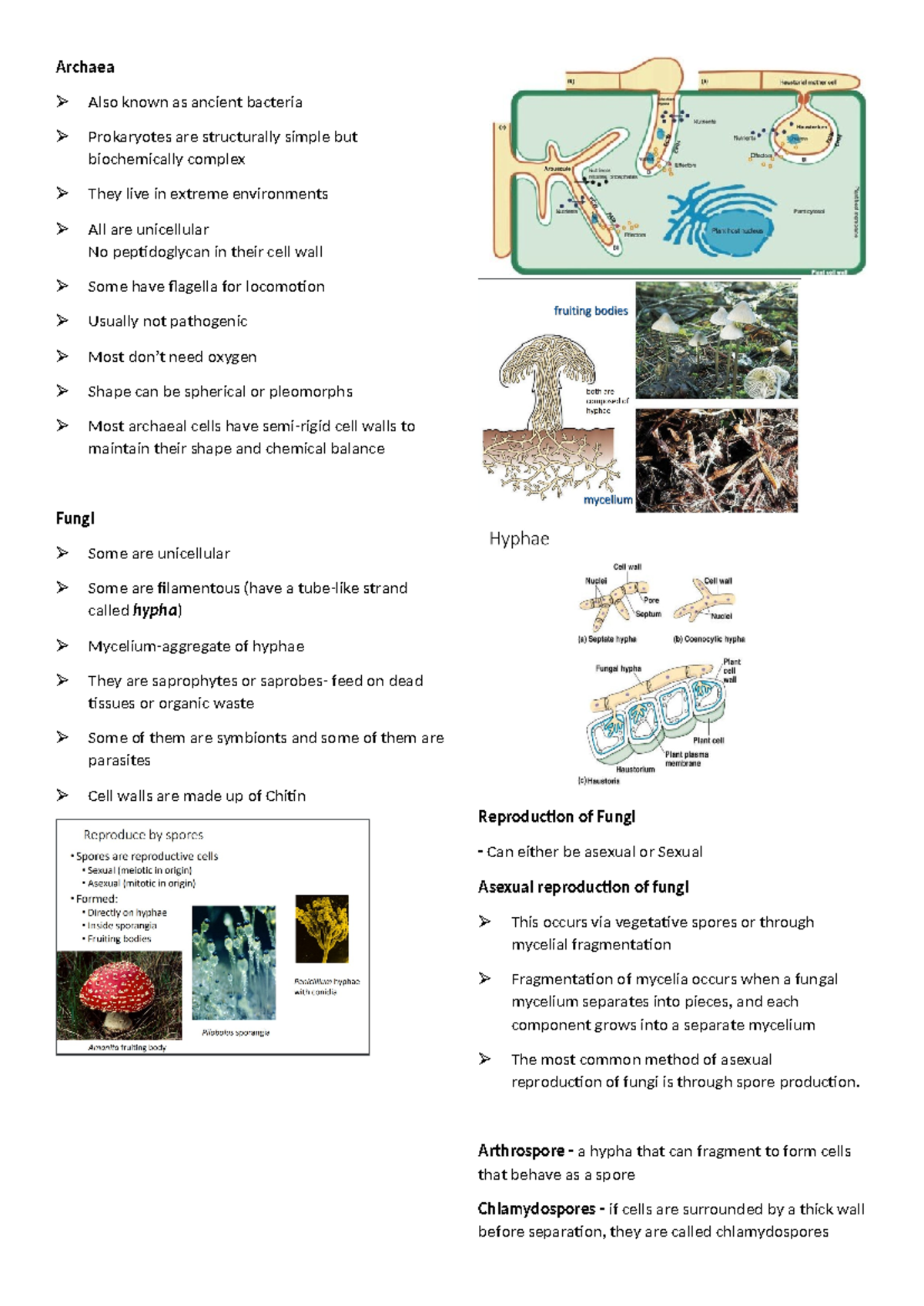 Microorganisms: Archaea - Archaea Also known as ancient bacteria ...