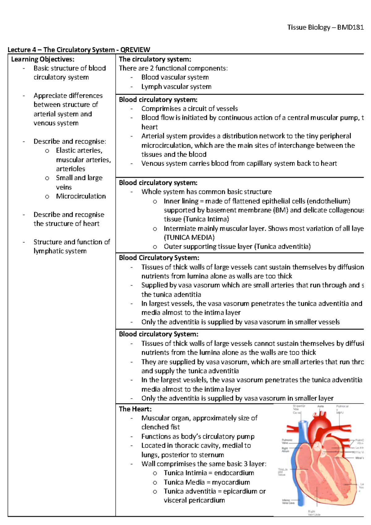 Lecture 4 - The Circulatory System - **Lecture 4 – The Circulatory ...