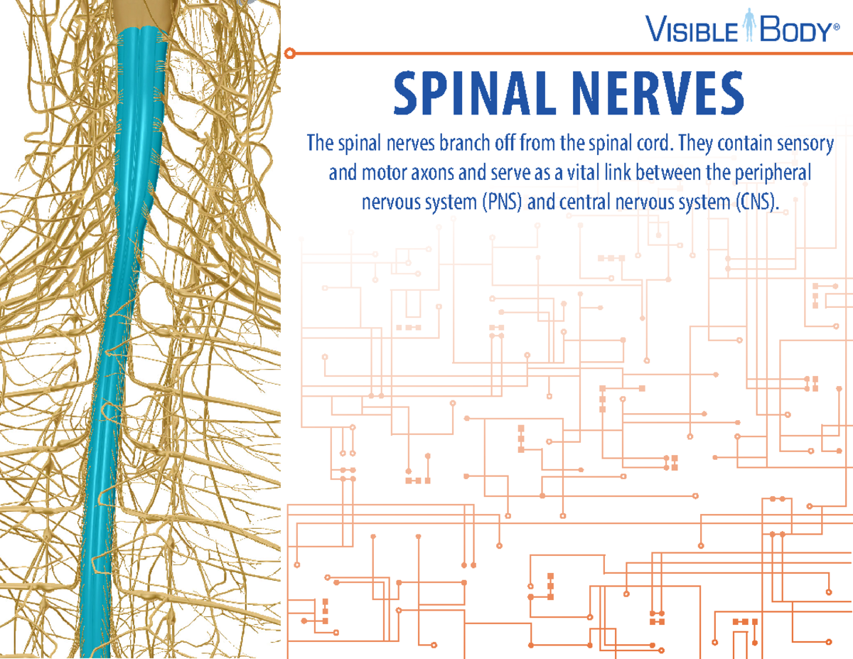 Visible Body Spinal Nerves - The spinal nerves branch off from the ...