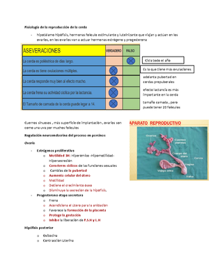 Resumen fisiología reproductivo pp1 - Resumen fisiologÌa reproductivo anatomÌa aparato ...