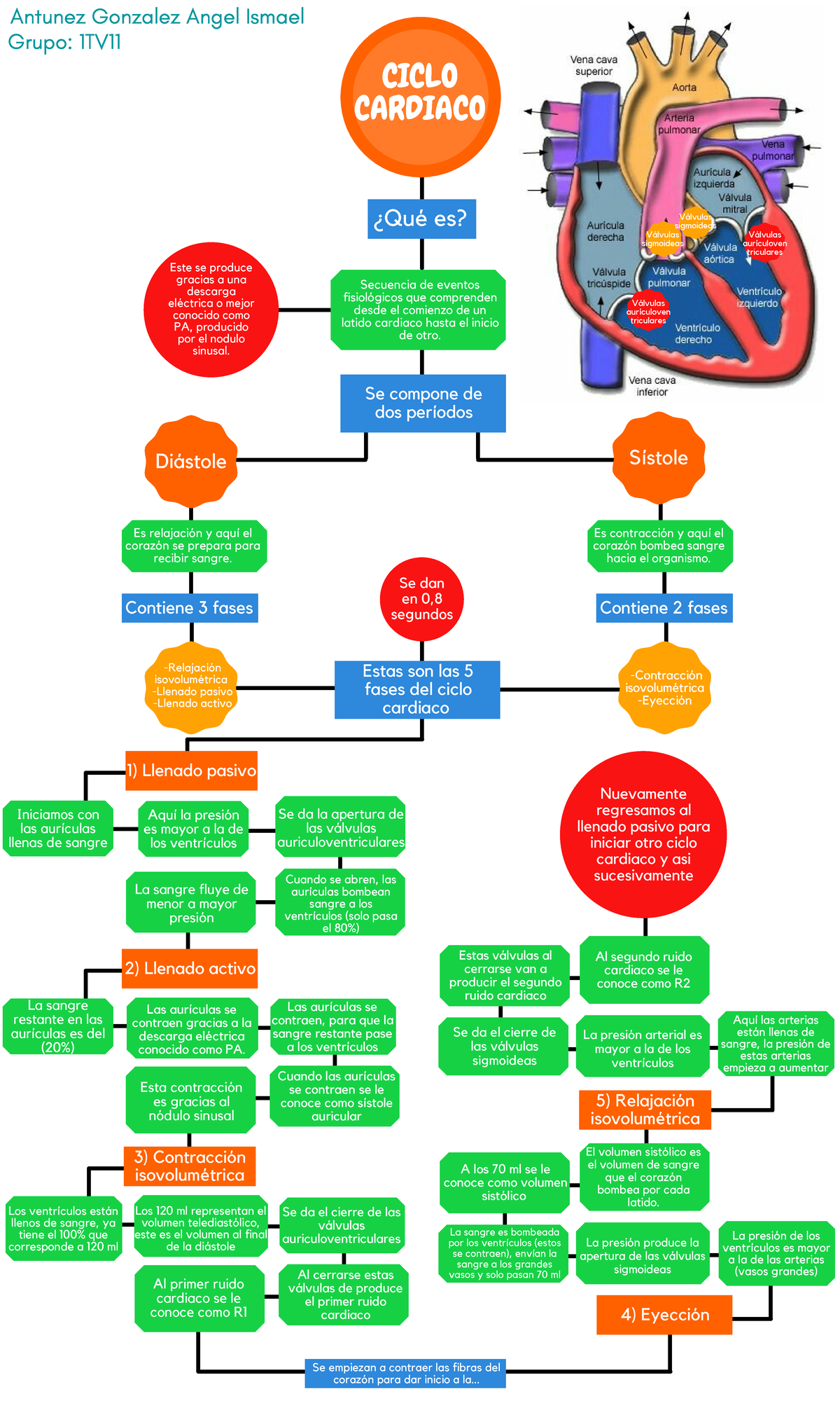 CICLO CARDIACO Y SUS FUNCIONES - Válvulas sigmoideas ¿Qué es? Secuencia ...