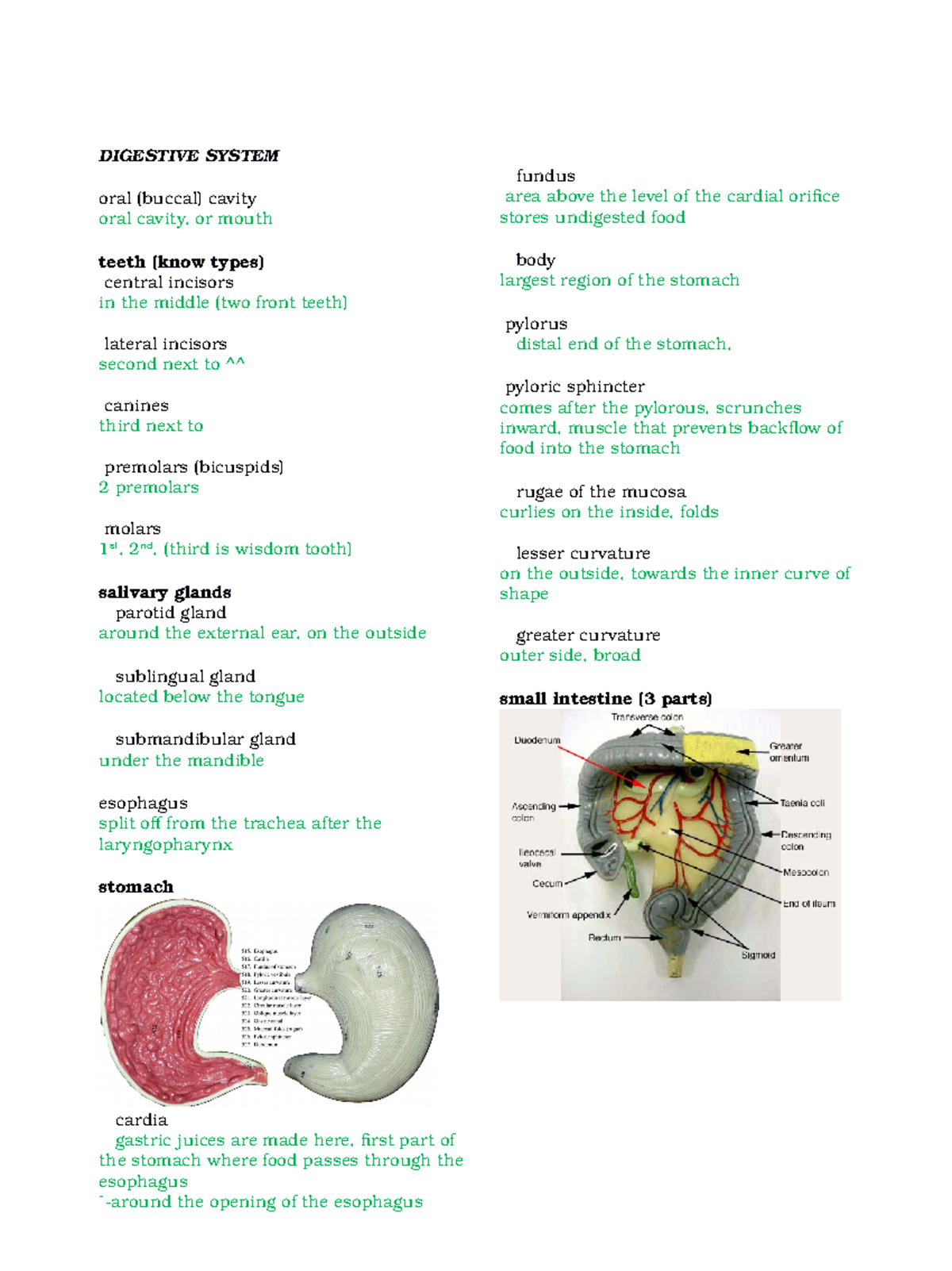 Lab final structure list - DIGESTIVE SYSTEM oral (buccal) cavity oral ...