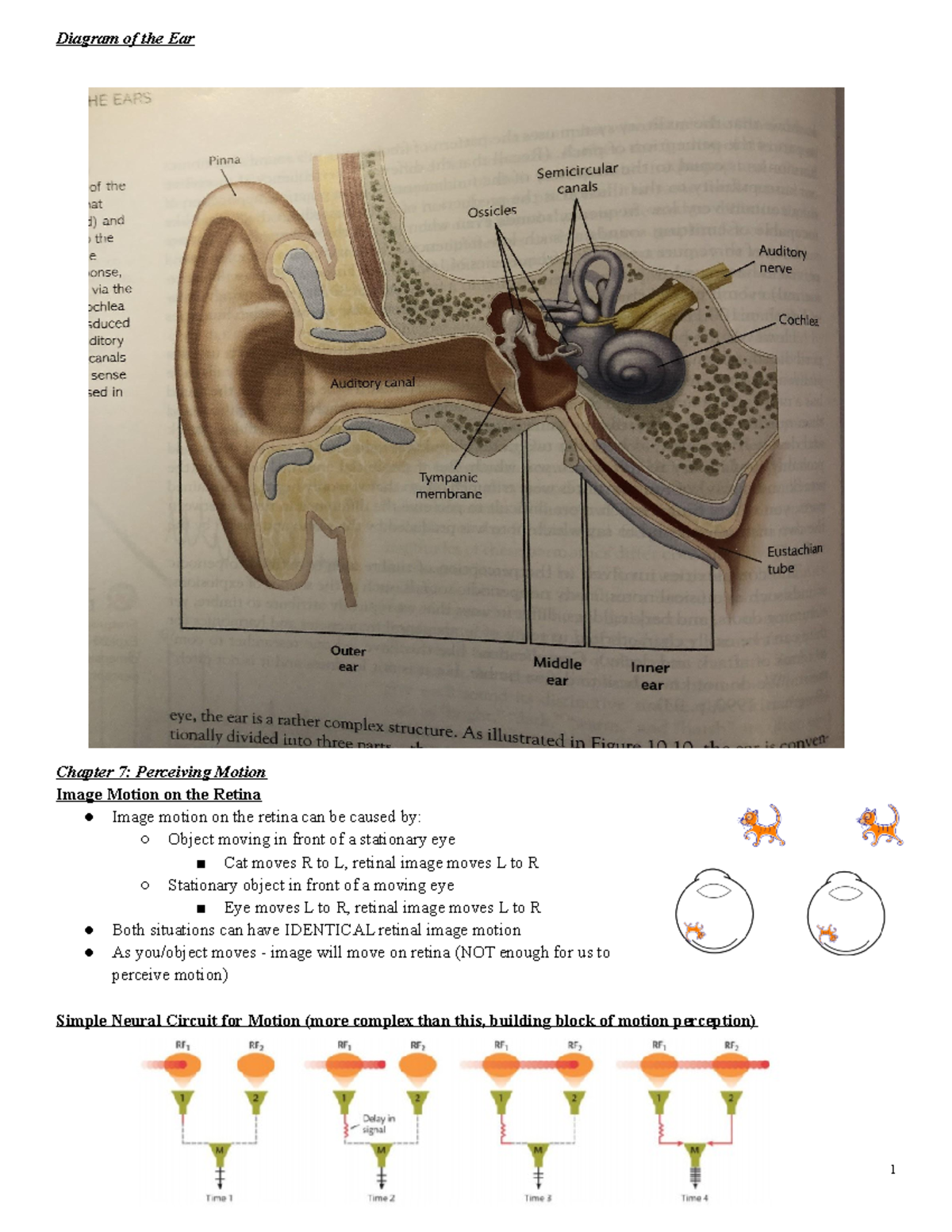 PSY 323 Final EXAM - Diagram of the Ear Chapter 7: Perceiving Motion ...