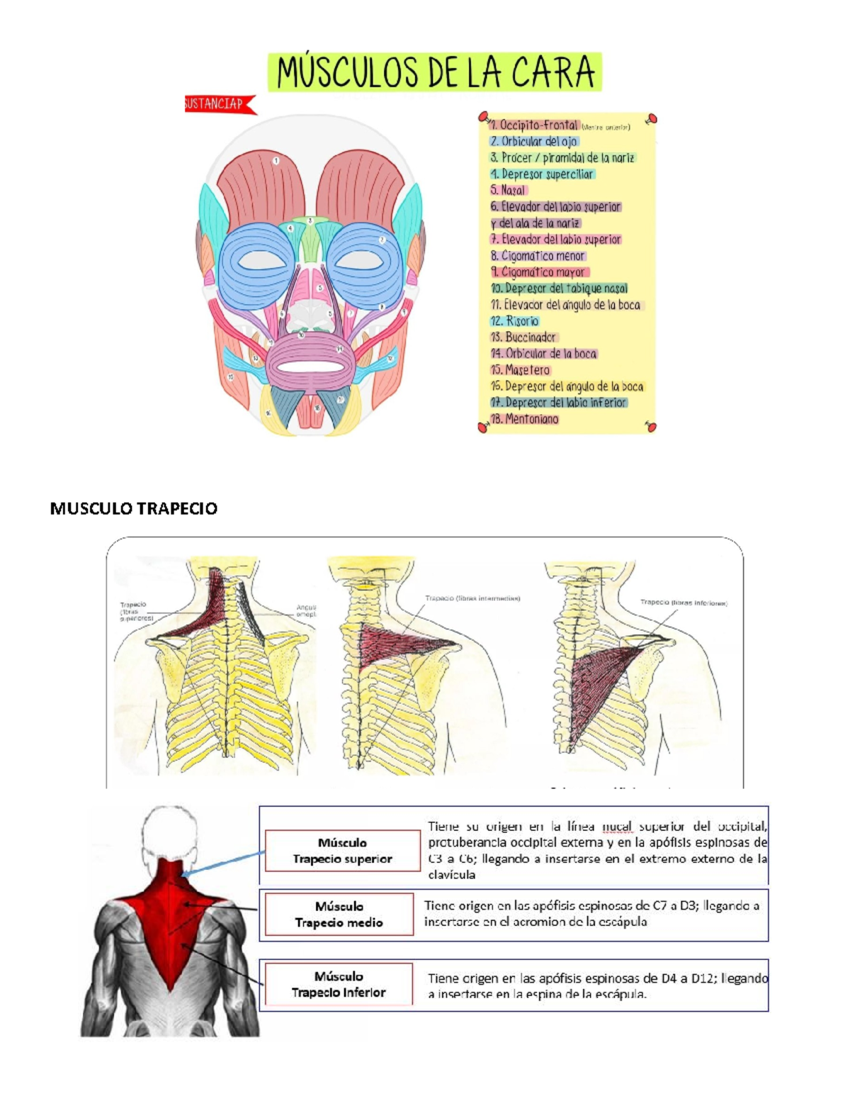 Musculosparaestudiar - MUSCULO TRAPECIO TRAPECIO SUPERIOR origen: línea ...
