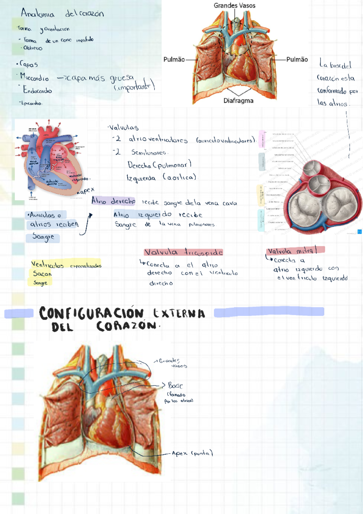 Corazón apuntes - Grandes Vasos Anatomia delcorazon Forma yournation ...