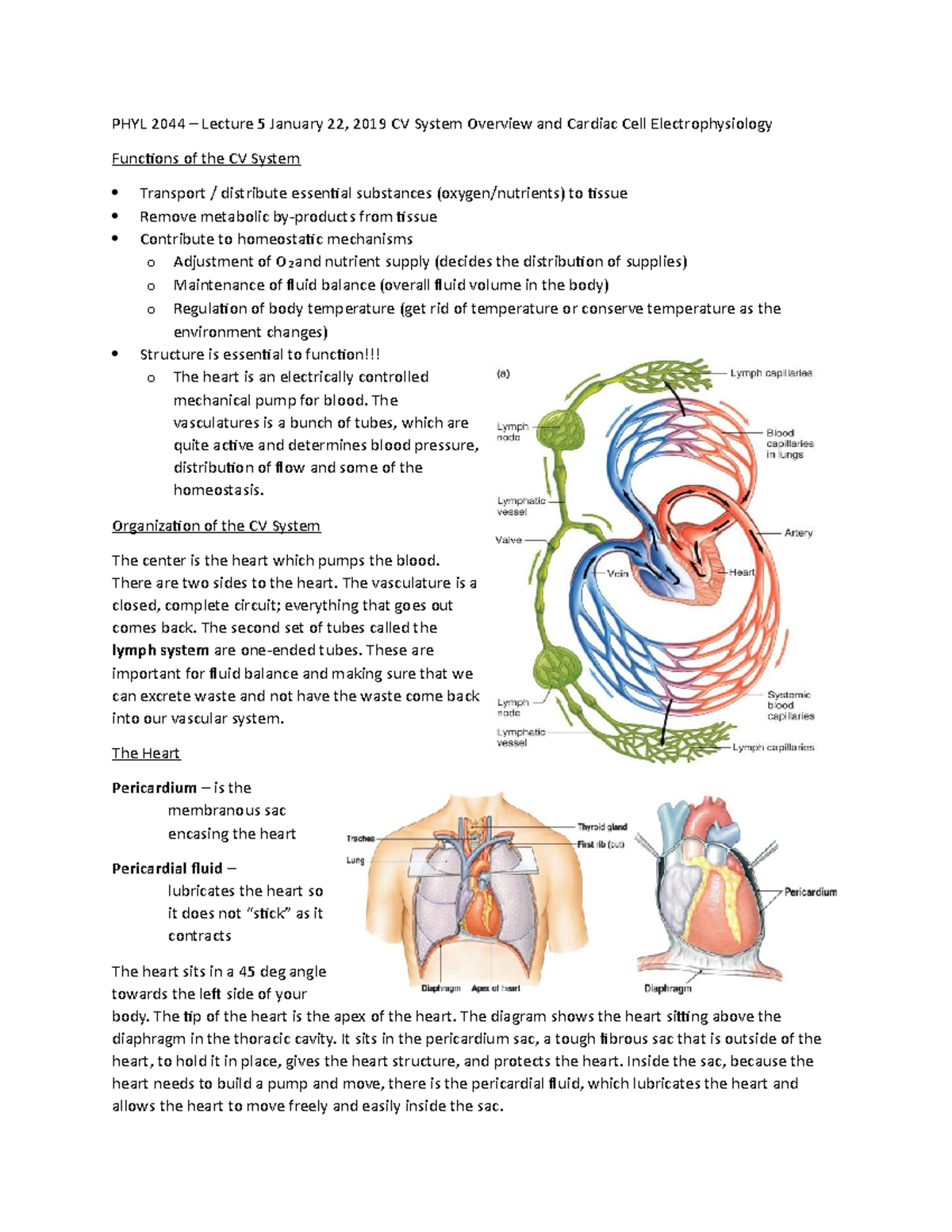 PHYL 2044 - Cardiovascular Physiology Lecture 1 - PHYL 2044 – Lecture 5 ...