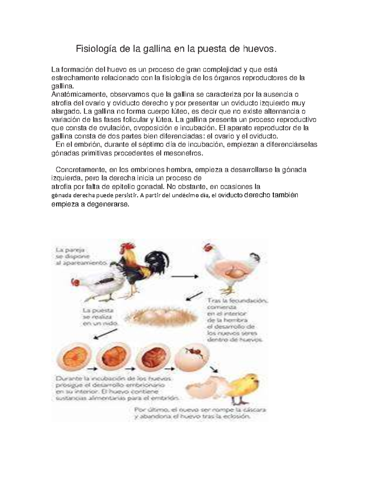 Fisiología de la gallina en la puesta de huevos - La formación del ...