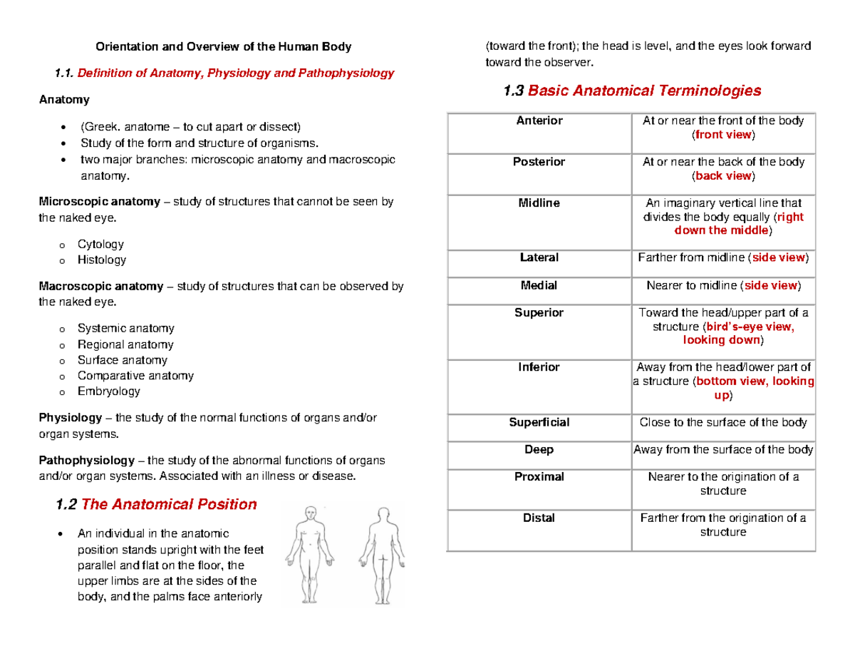 L1 Anatomy Prelims - anaphy - Orientation and Overview of the Human ...