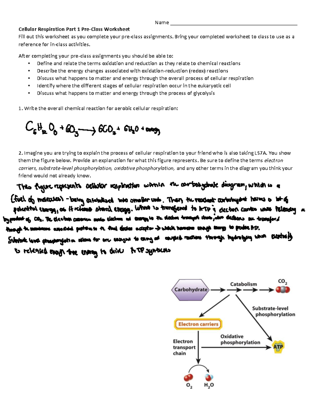 Week 3b Cellular Respiration 1 Worksheet 2 - Name