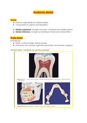Anatomia Dental - Estruturas, funções e acidentes anatômicos do dente ...